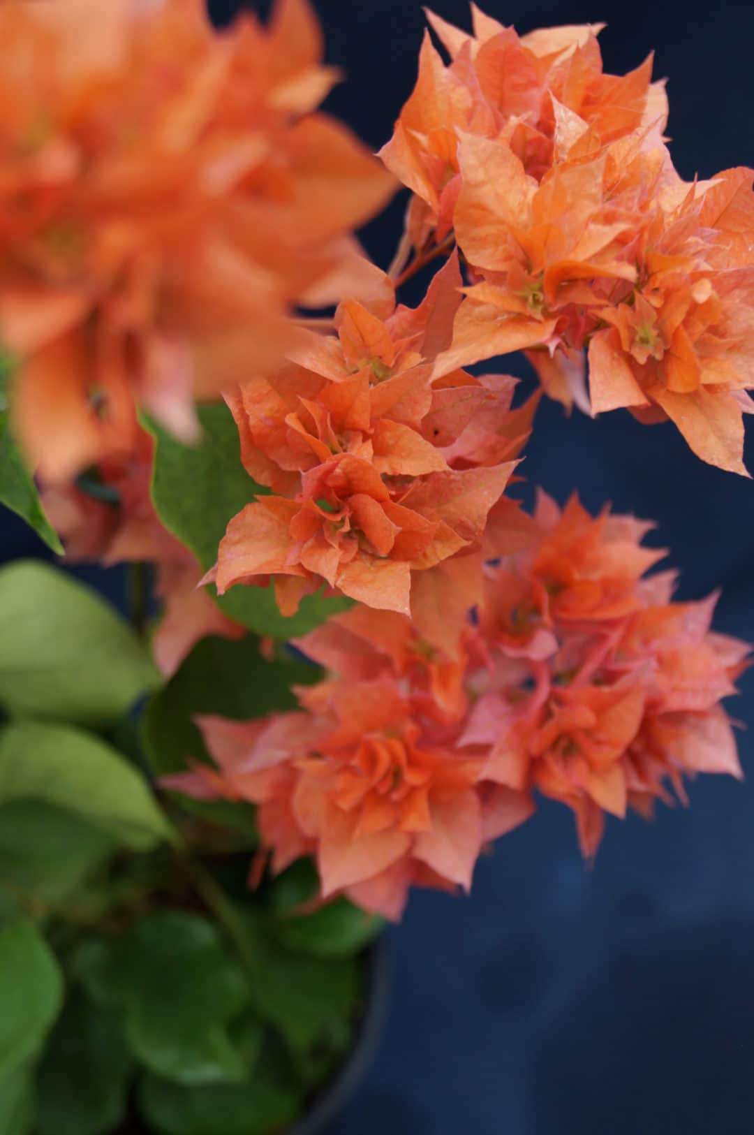 BOUGAINVILLEA ‘Golden Dubloon’ - Buy Bougainvilleas Online | Westdale ...