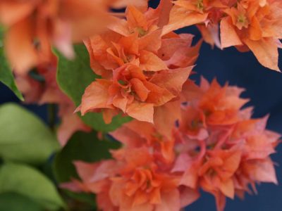 Bougainvillea Collection | Bougainvilleas Online | Westdale Nursery